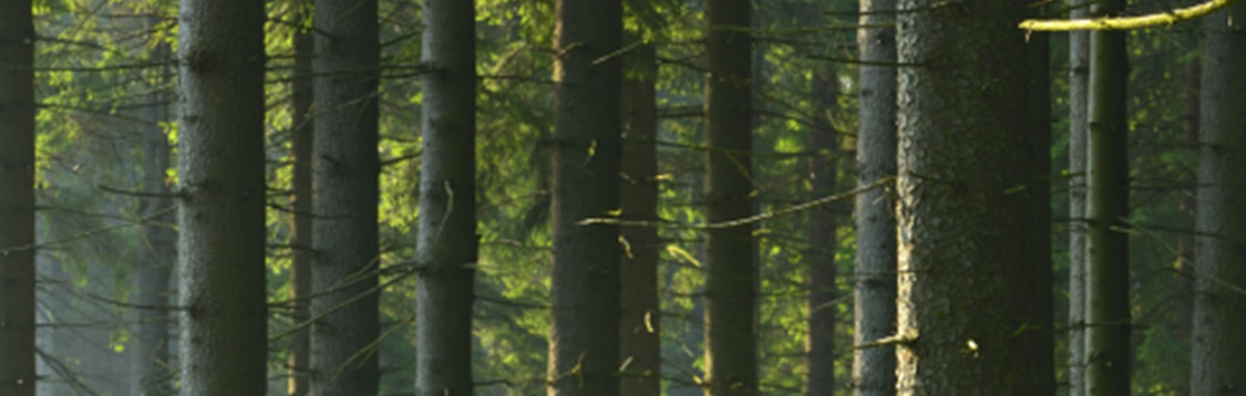 M&M Timber Environment Sourcing Sustainable Timber